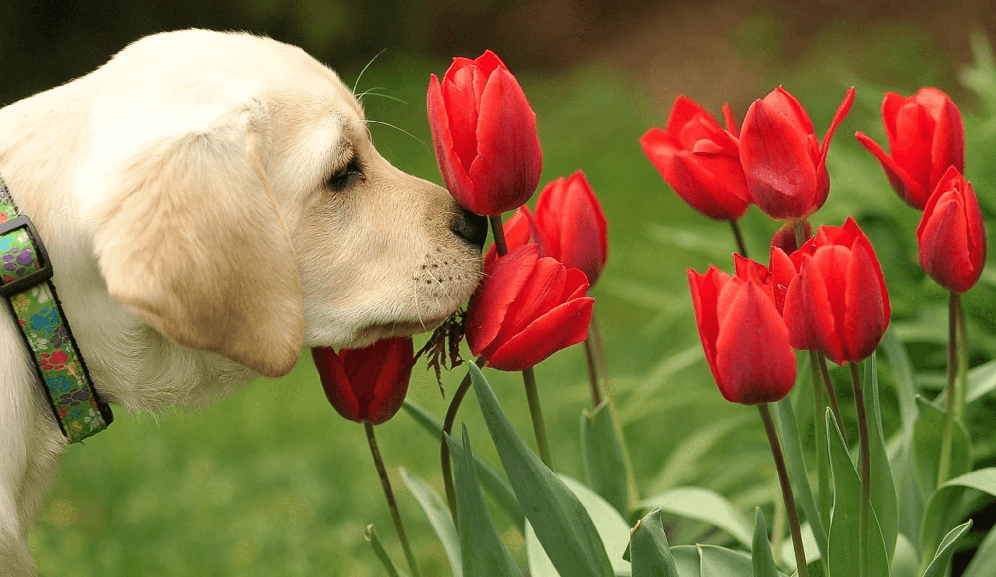 Peut-on changer l’odeur des crottes de chien ? - Dog Chef