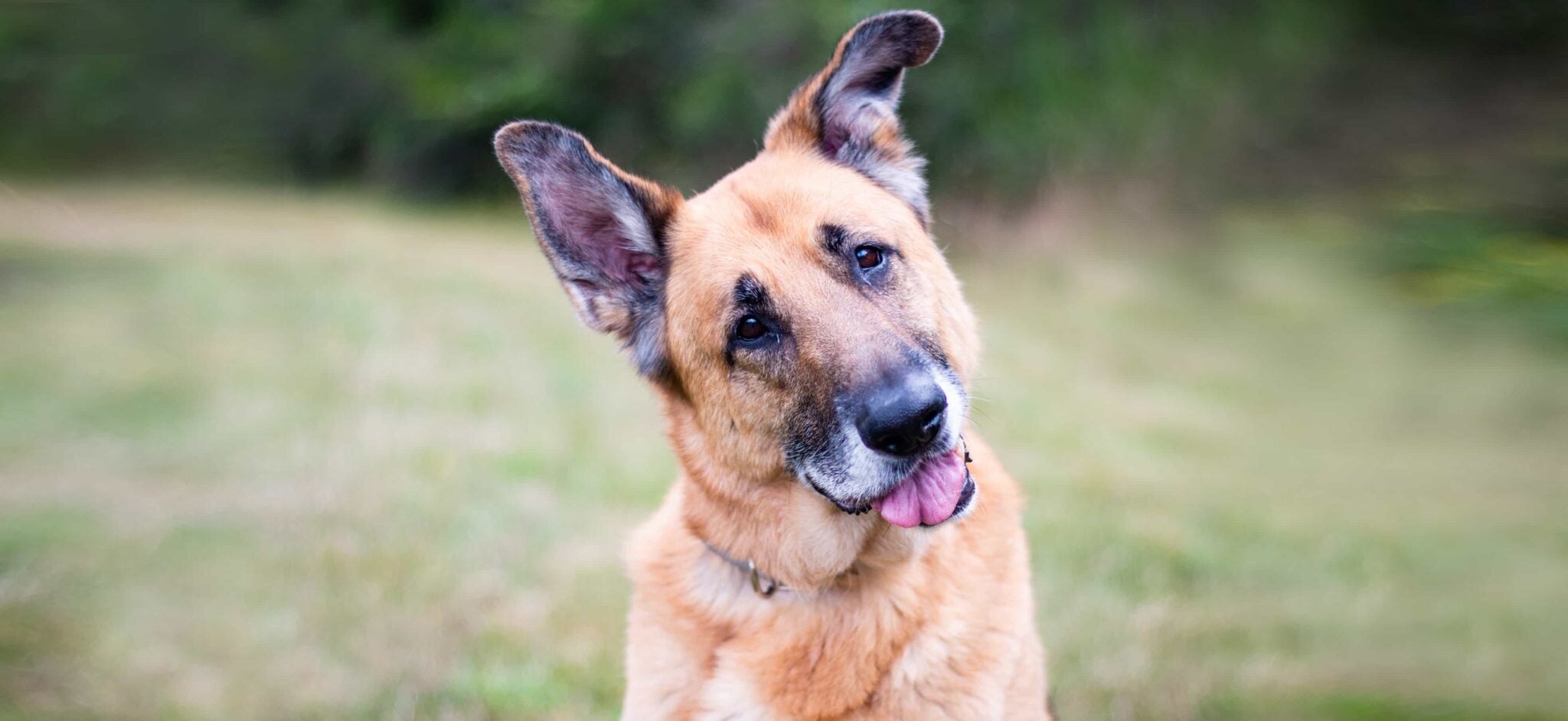 Hoe weet ik of mijn hond oud wordt? - Dog Chef