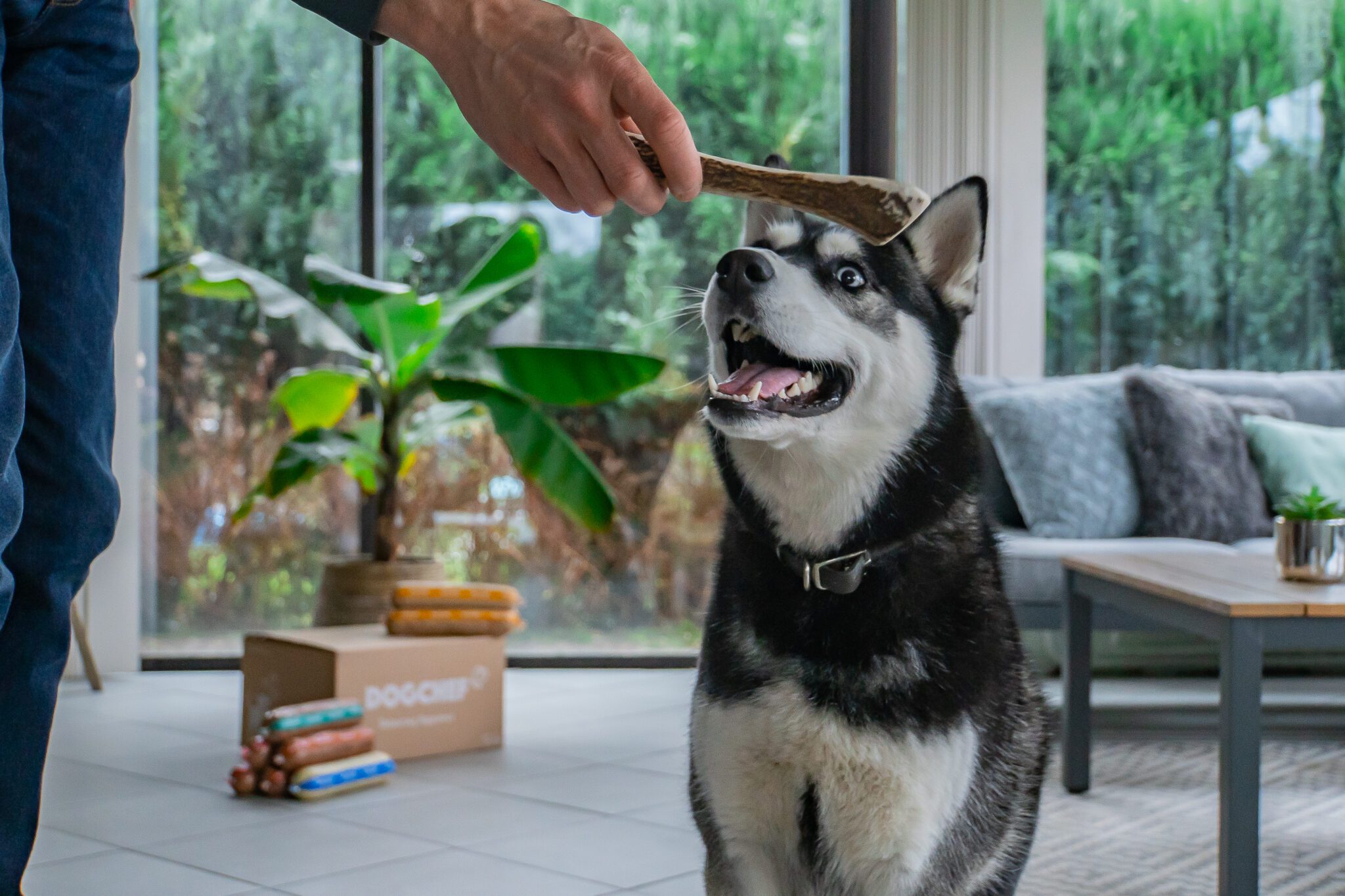 Benefits Of Deer Antlers For Dogs