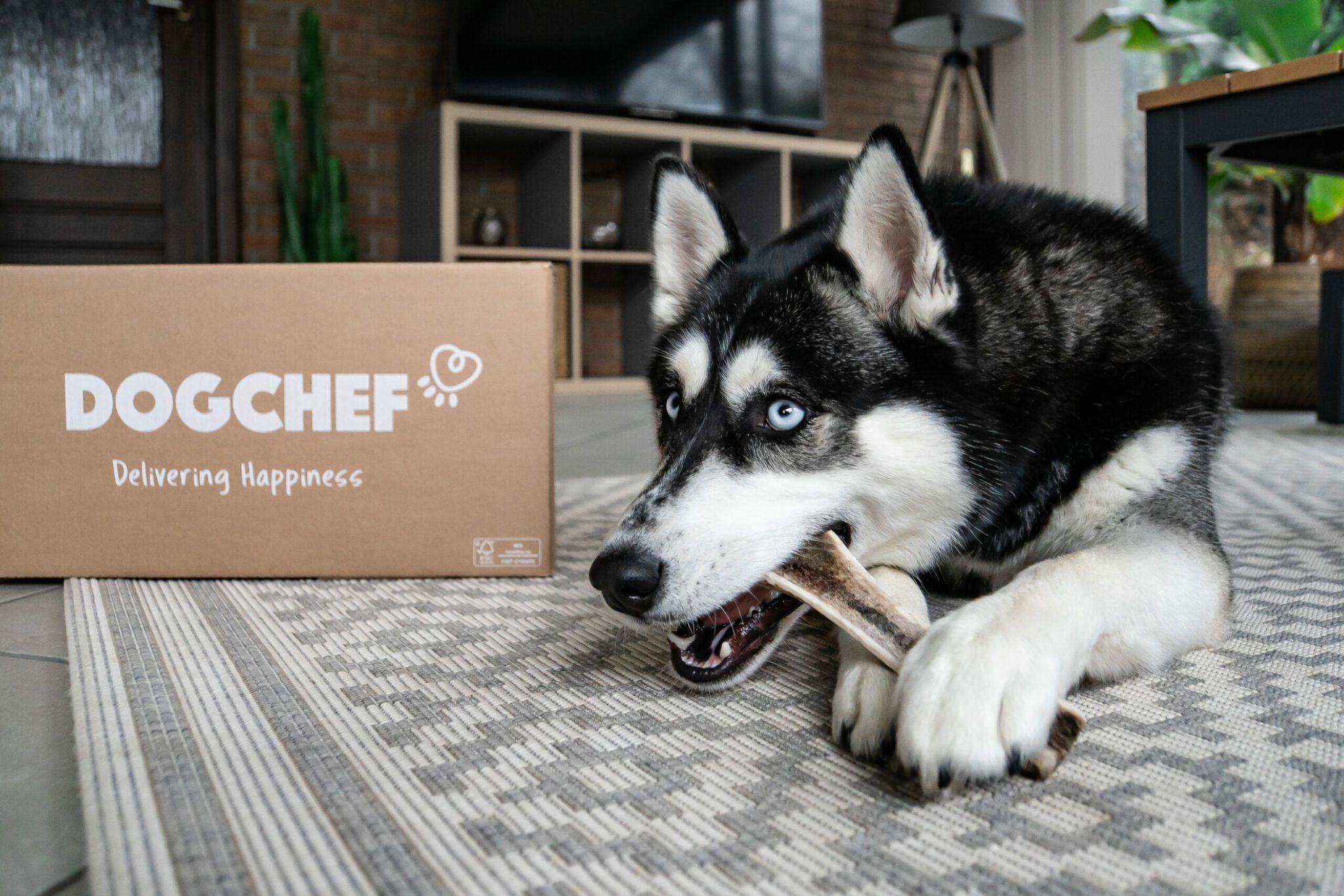 10 Benefits Of Deer Antlers For Dogs Dog Chef