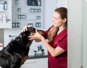 Dog Chef - Fresh Meals For Dogs, Cooked with 100% Natural Ingredients