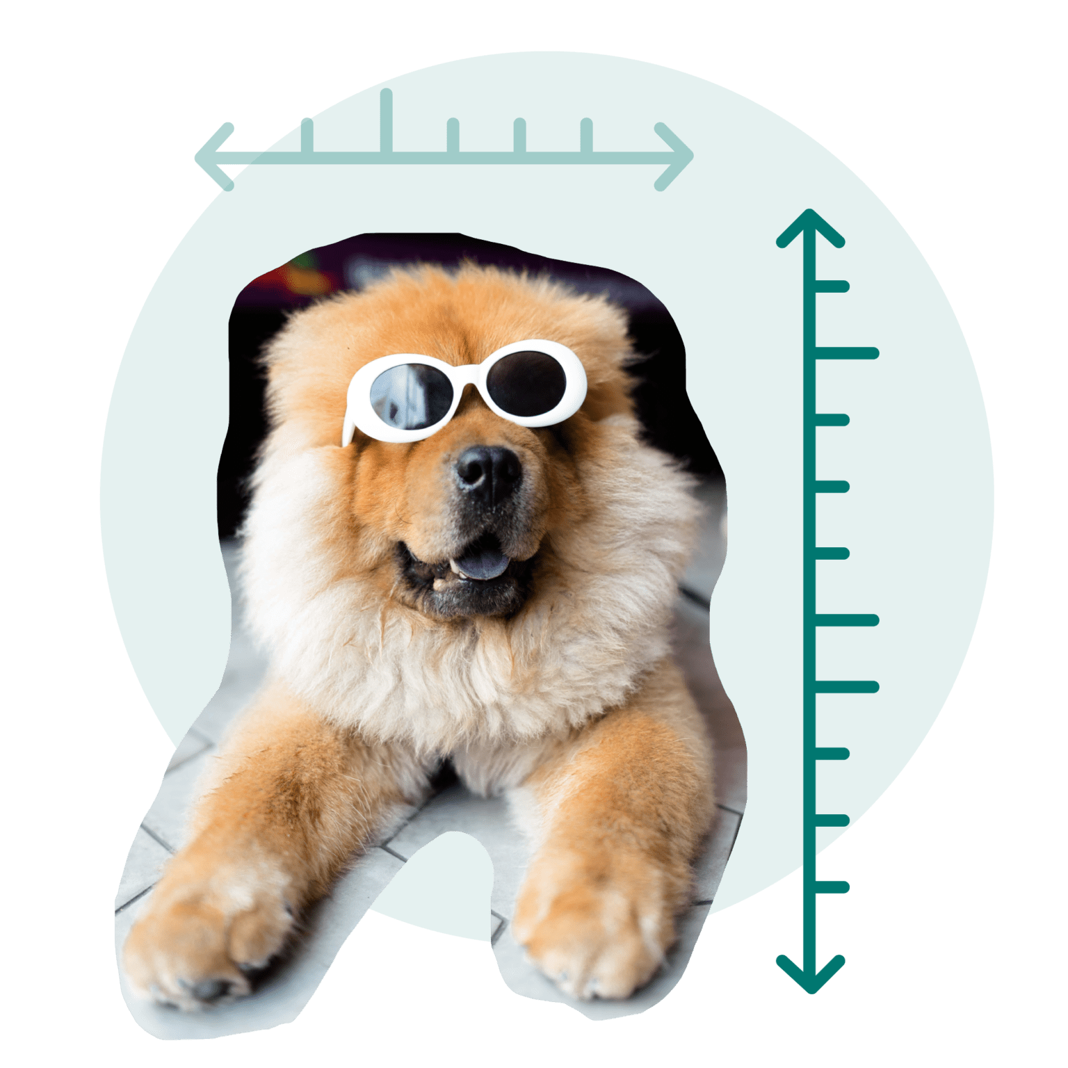 Dog Chef - Fresh Meals For Dogs, Cooked with 100% Natural Ingredients