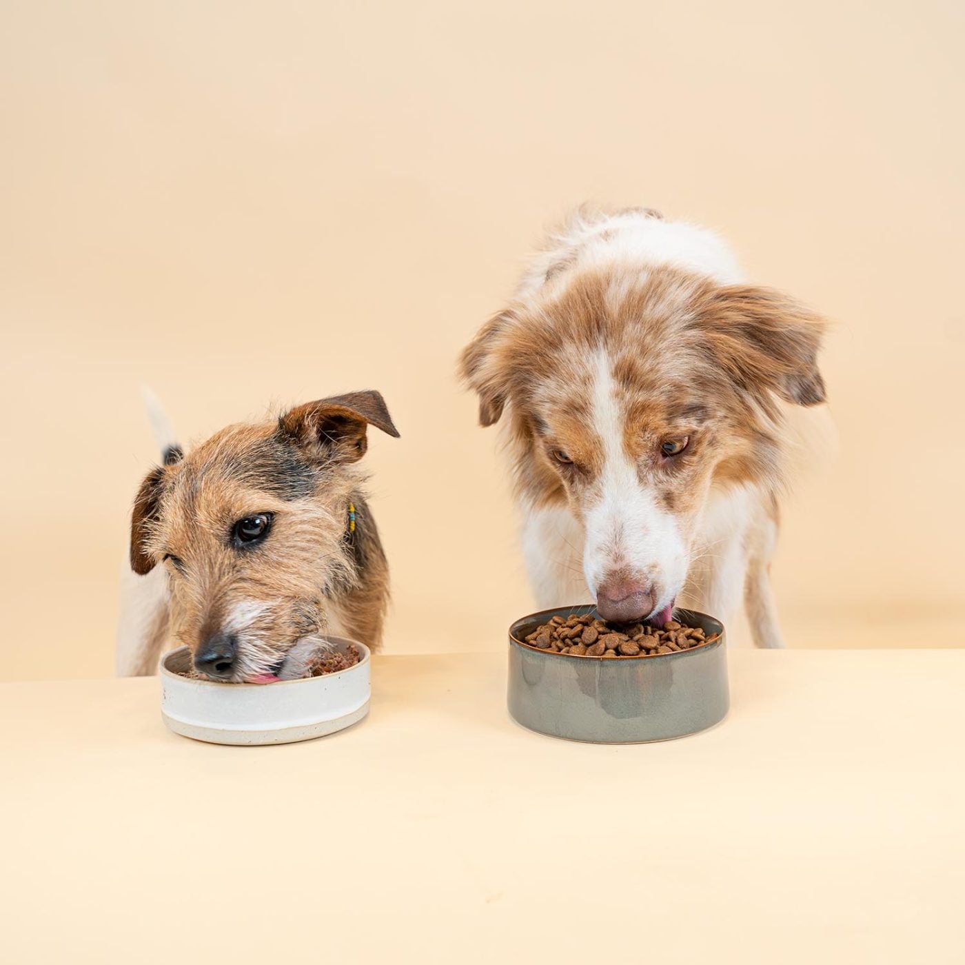 Kidney disease in dogs: adapting their diet | Dog Chef